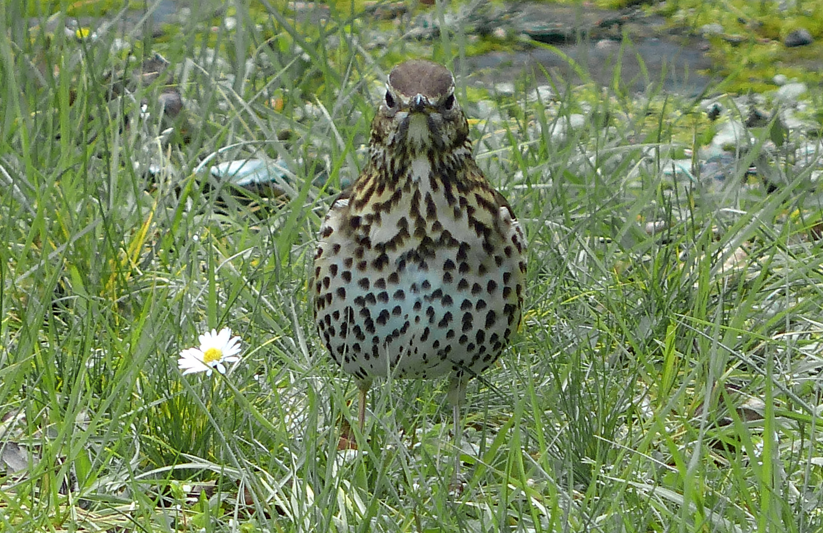 GRIVE Musicienne_03 photo et image | animaux, animaux sauvages, oiseaux ...