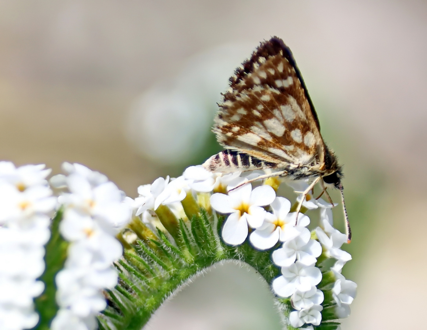 Grizzled Skipper,Spialia diomus Foto & Bild | natur, afrika, insekten ...