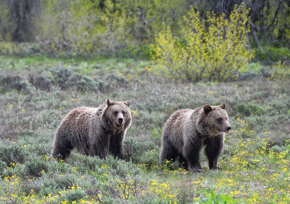 Grizzly Brothers Foto & Bild | natur, säugetier, bär Bilder auf ...