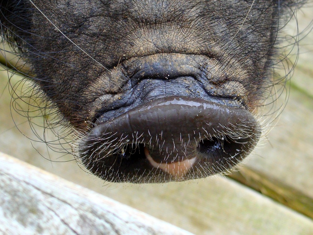 Groin de Peppa ma cochon photo et image | animaux, animaux domestiques ...