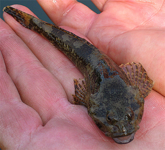 ...Groppe... Foto & Bild | tiere, wildlife, fische Bilder auf fotocommunity