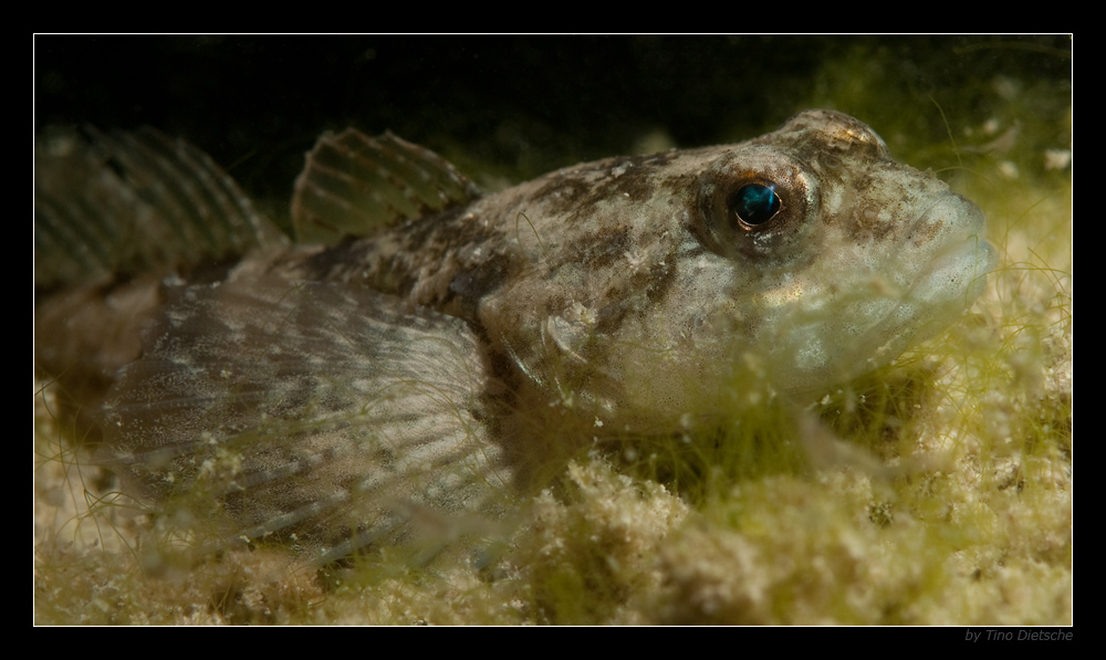 - Groppe (Cottus gobio) - Foto & Bild | unterwasser, uw-süsswasser ...