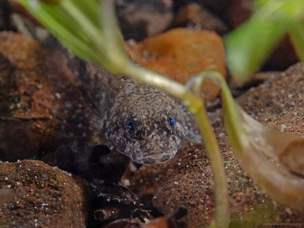 Groppe Foto & Bild | natur, schweiz, see Bilder auf fotocommunity