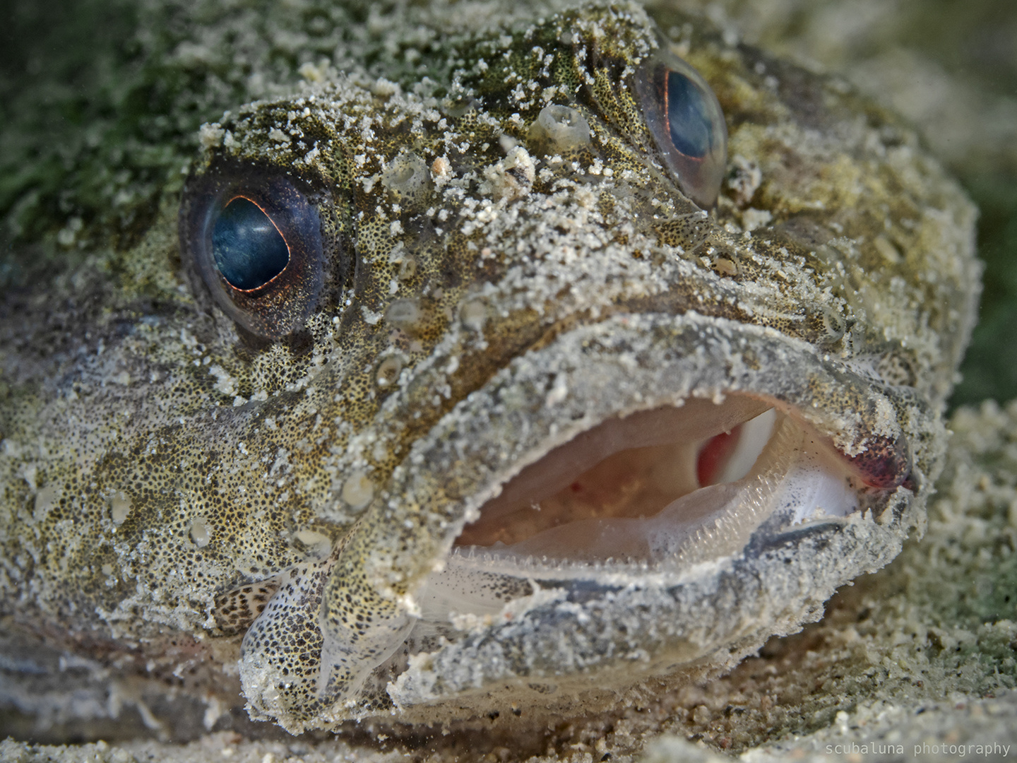 Groppe / Koppe Foto & Bild | natur, see, vierwaldstättersee Bilder auf ...