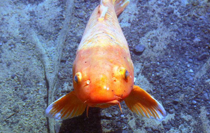 Gros poisson rouge photo et image | animaux, nature Images fotocommunity