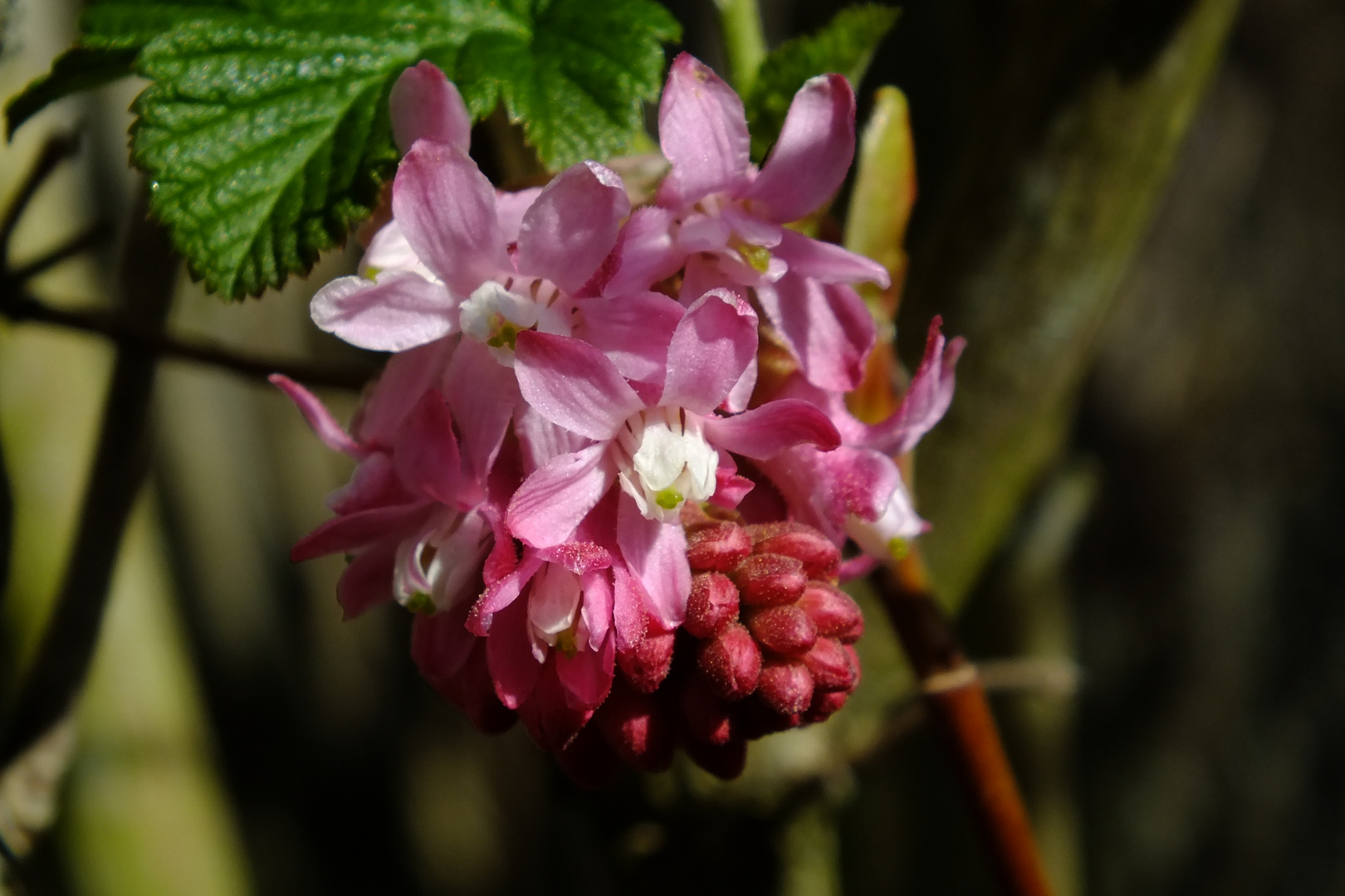 Groseillier a fleurs photo et image | jardins, fleurs, nature Images ...