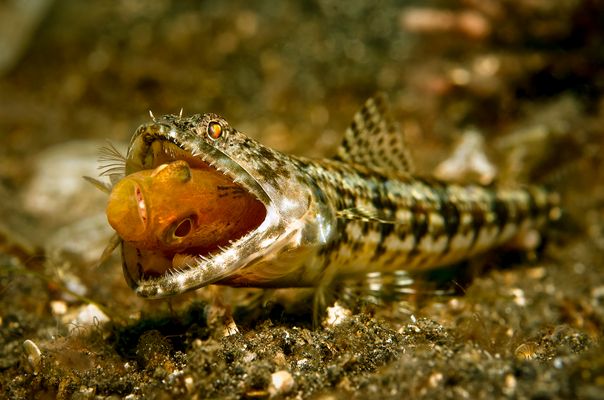 Fische Bilder & Fotos