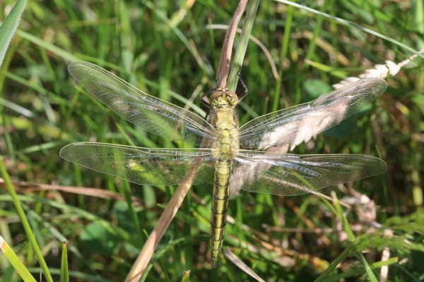 Libellen Bilder & Fotos