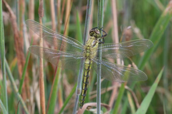 Libellen Bilder & Fotos