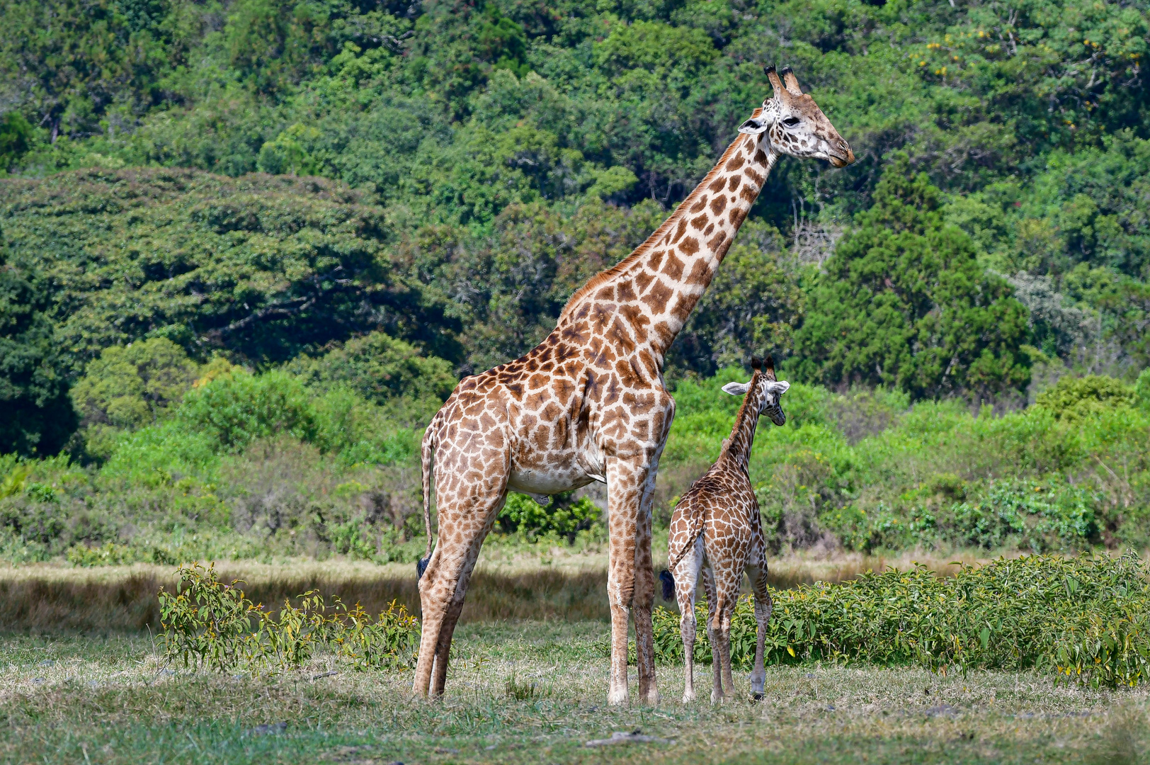 Gross und Klein Foto & Bild | africa, eastern africa, tiere Bilder auf ...