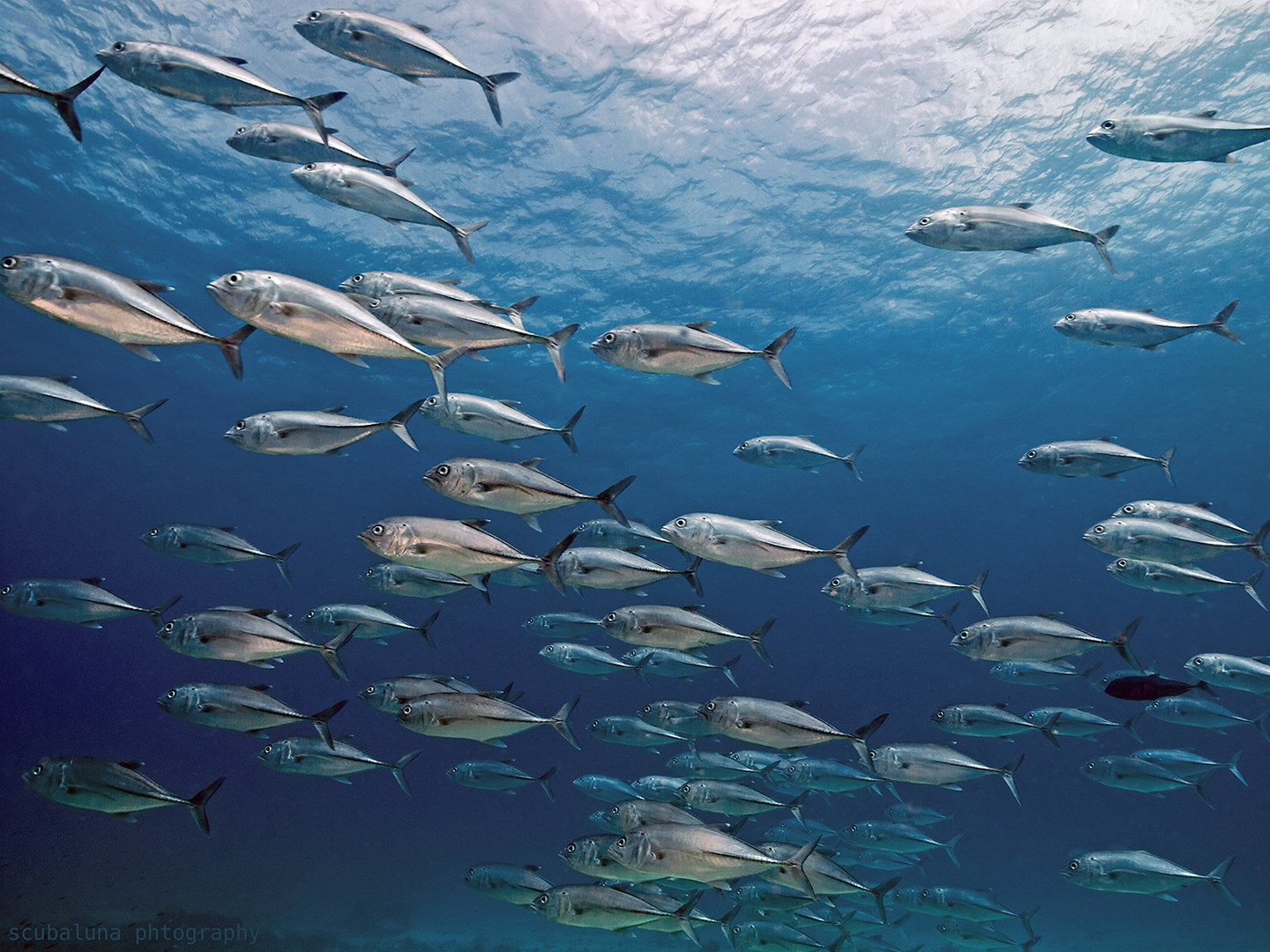 Grossaugen Makrelen Foto & Bild | world, meer, natur Bilder auf ...