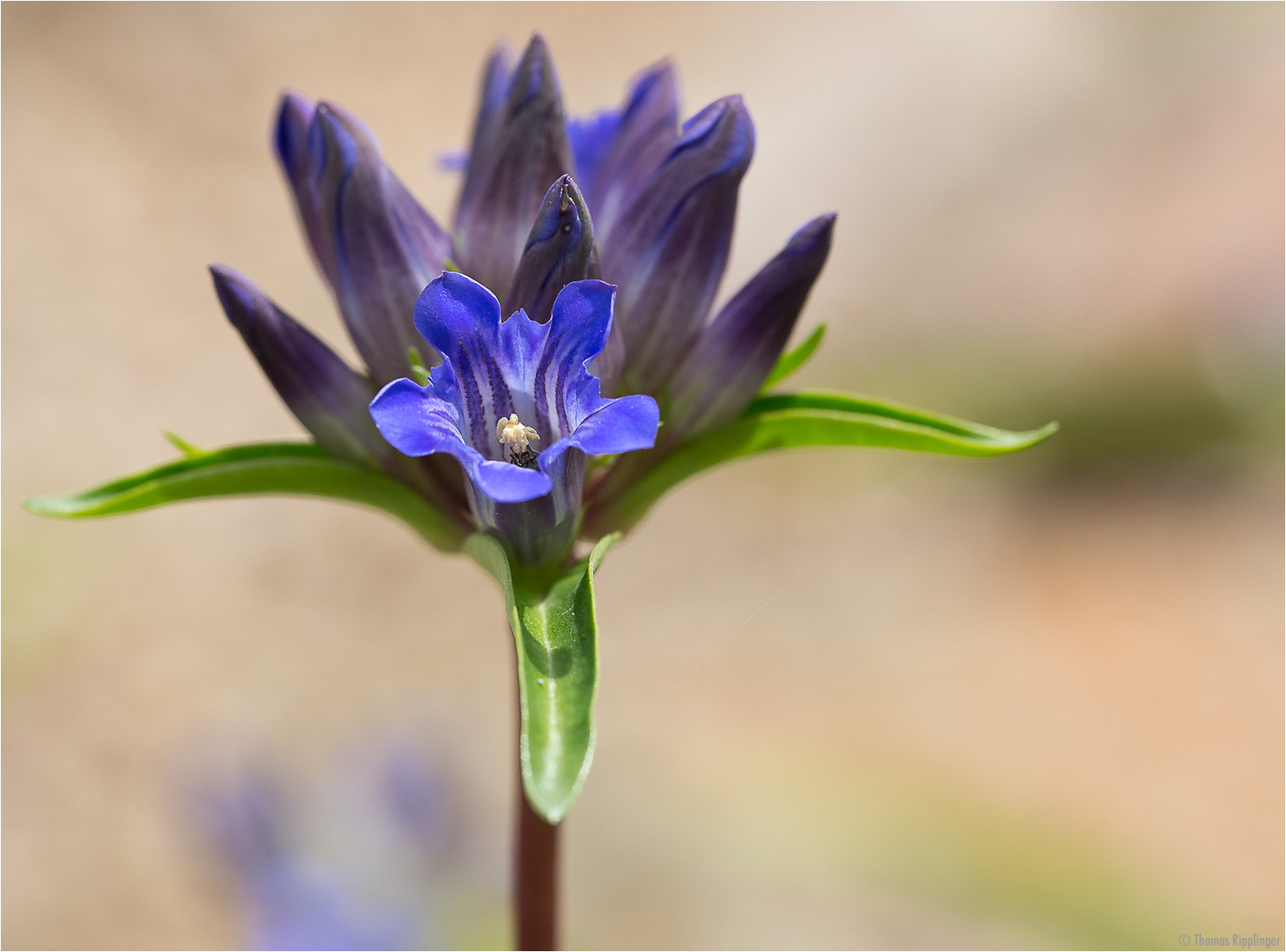 Großblättriger Enzian (Gentiana macrophylla). Foto & Bild | pflanzen ...