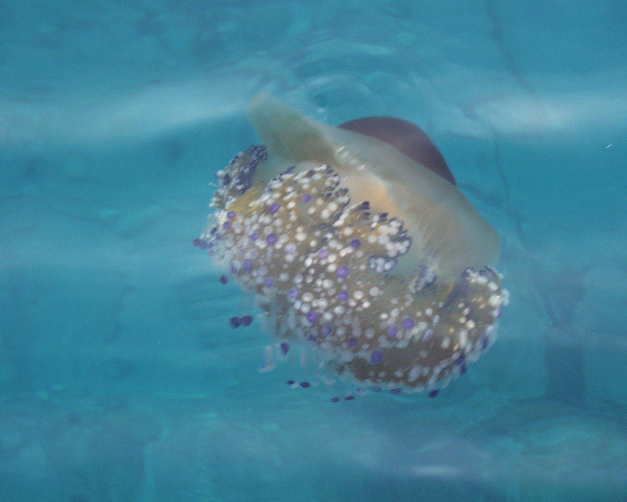 Große aber harmlose Qualle Foto & Bild | tiere, wildlife, quallen ...