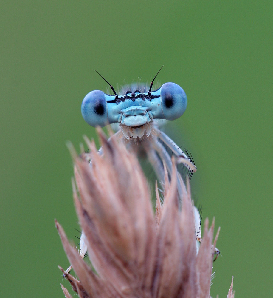 Große blaue Augen... Foto & Bild | tiere, wildlife, libellen Bilder auf ...