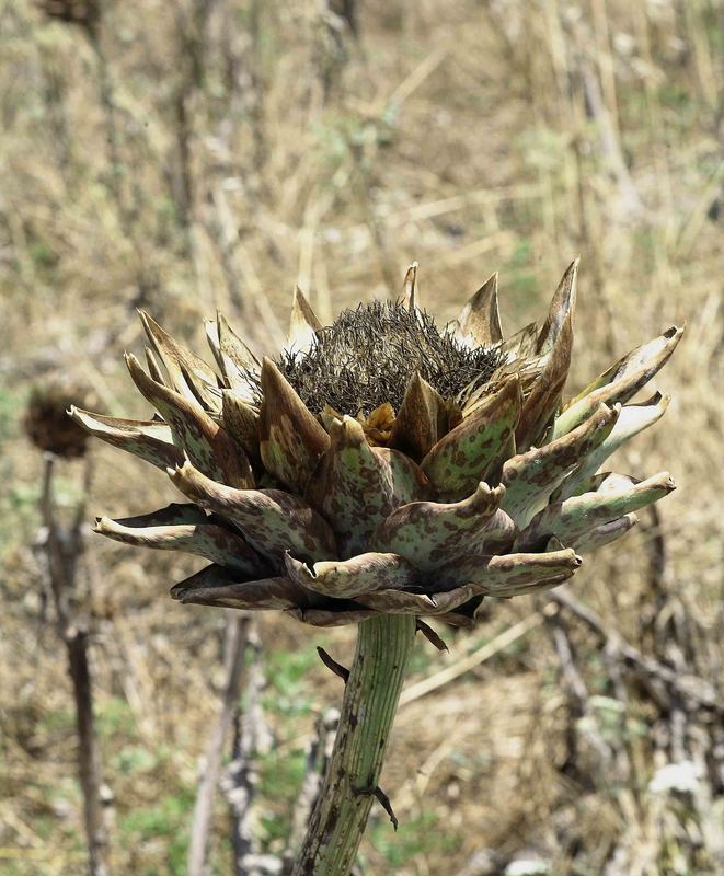 große Distel Foto & Bild | pflanzen, pilze & flechten, blüten ...
