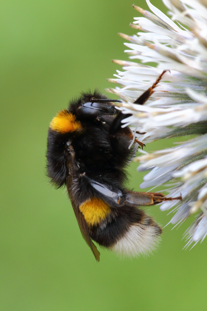 Große Erdhummel (Bombus magnus) Foto & Bild | tiere, wildlife, insekten ...