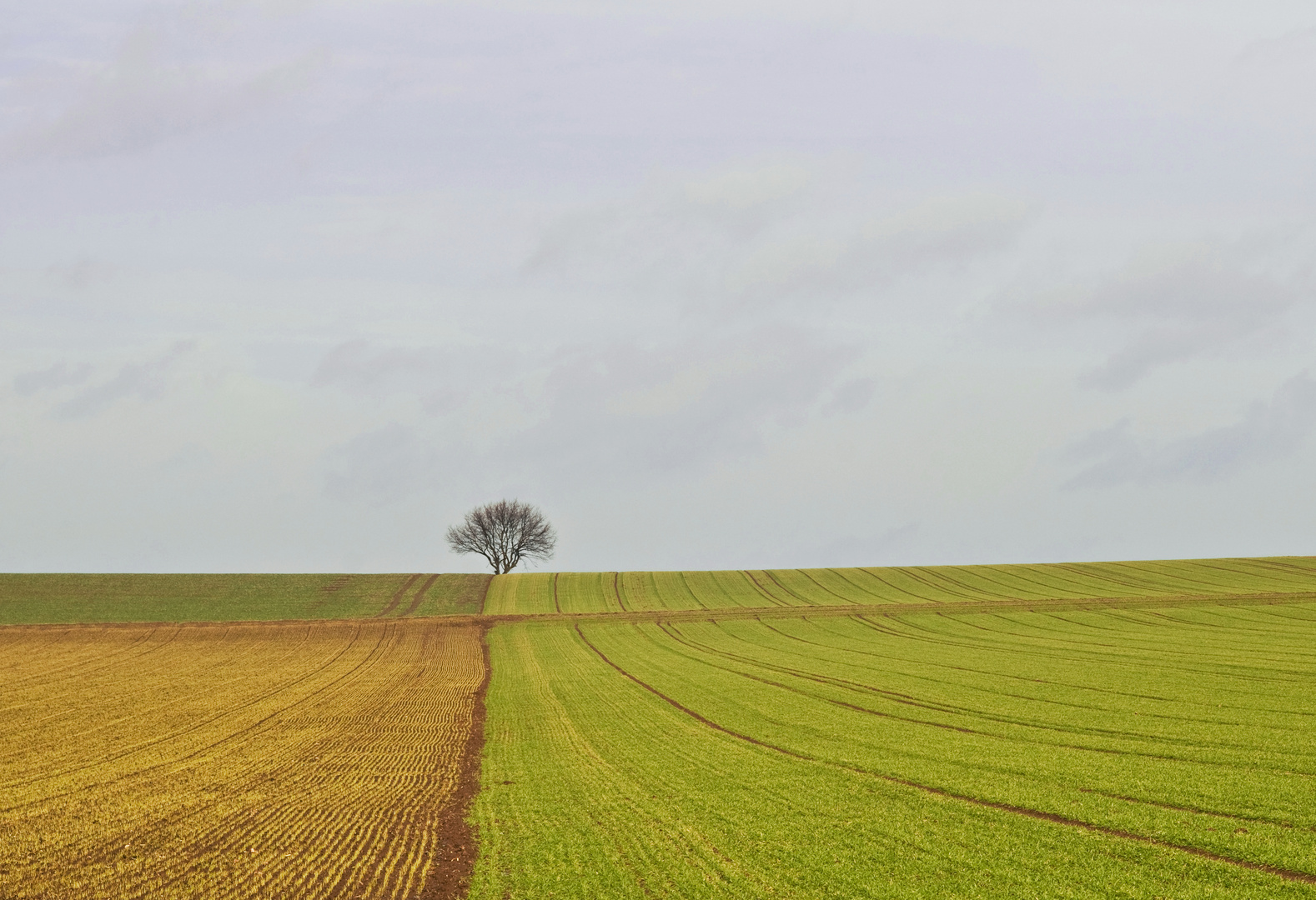 Große Felder! Foto & Bild | landschaft, baum, feld Bilder auf fotocommunity