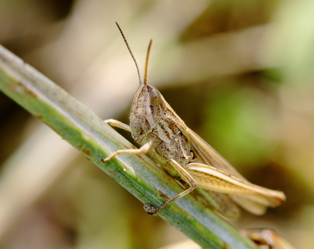 Große Goldschrecke Foto & Bild | tiere, wildlife, insekten Bilder auf ...