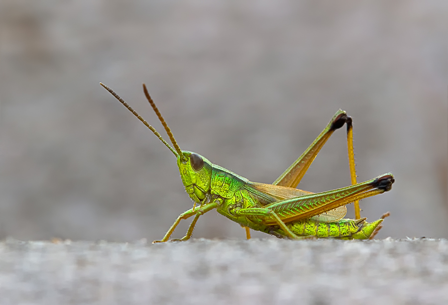 Große Goldschrecke, Männchen Foto & Bild | tiere, wildlife, insekten ...