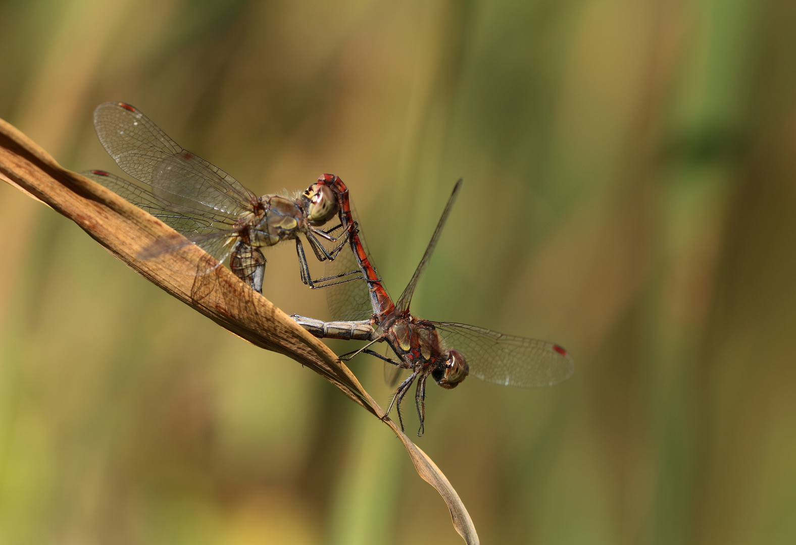 Große Heidelibellen Foto & Bild | tiere, wildlife, libellen Bilder auf ...