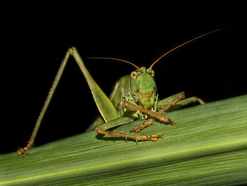Grosse Heuschrecke - Die können ganz schön beißen.... Foto & Bild ...