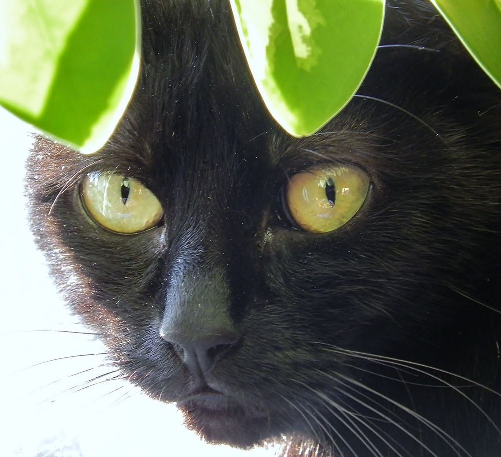 Große Katzenaugen Foto & Bild | tiere, haustiere, katzen Bilder auf fotocommunity