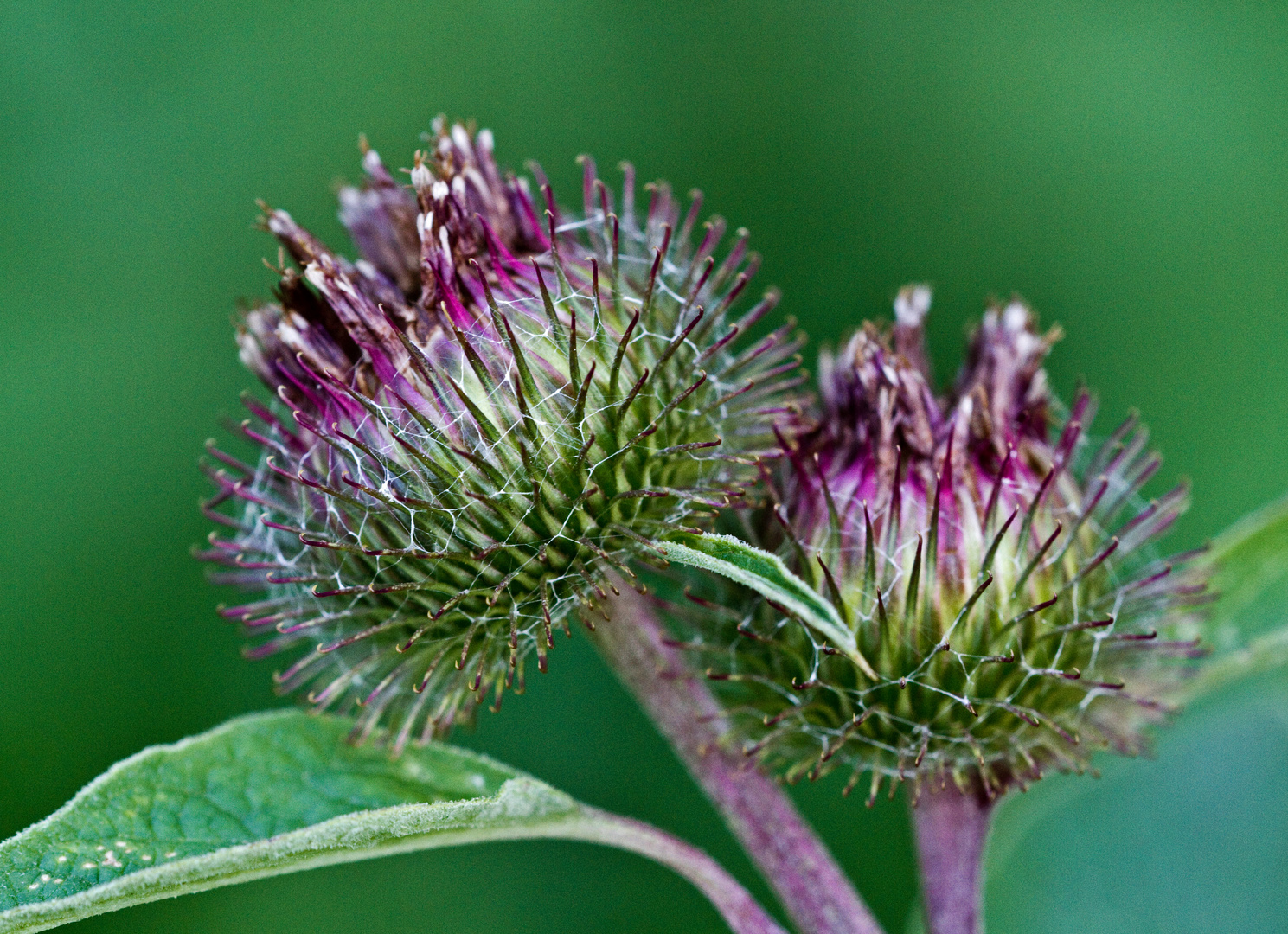 Große Klette Foto & Bild | pflanzen, pilze & flechten, blüten ...