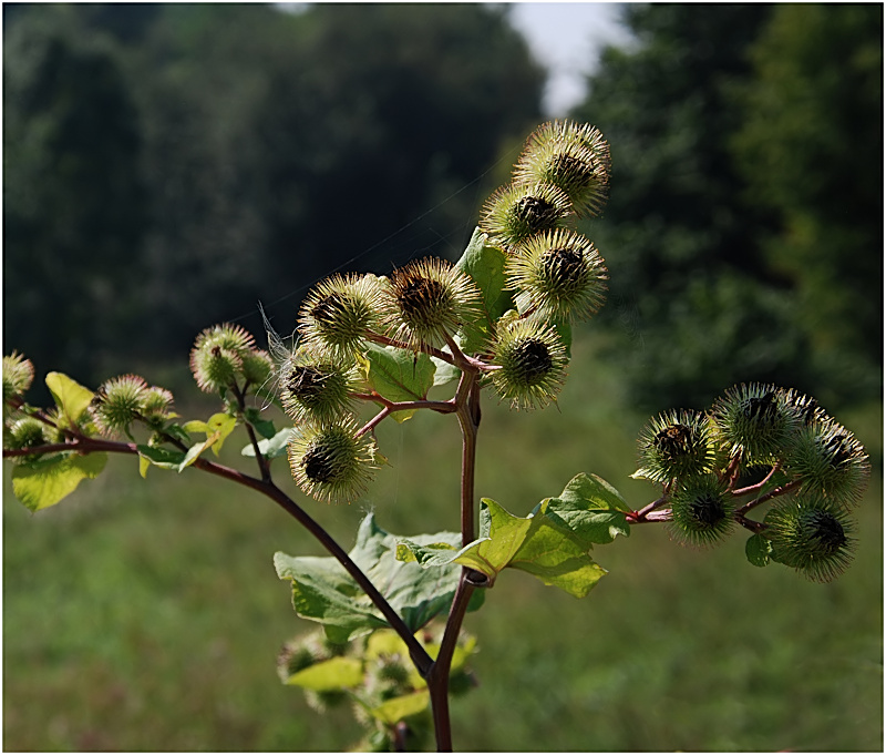 Große Klette Foto & Bild | pflanzen, pilze & flechten, blüten ...