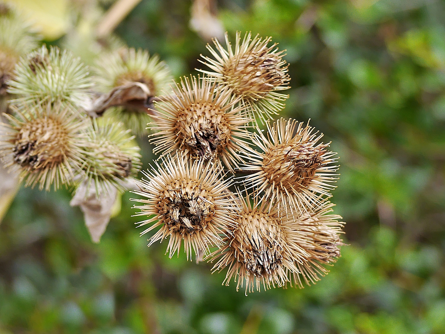 Große Kletten Foto & Bild | natur, pflanzen, sträucher kletten Bilder ...