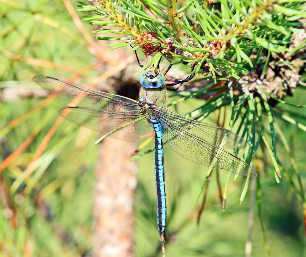 große Königslibelle + 2 Bilder Foto & Bild | natur, insekten, tiere ...