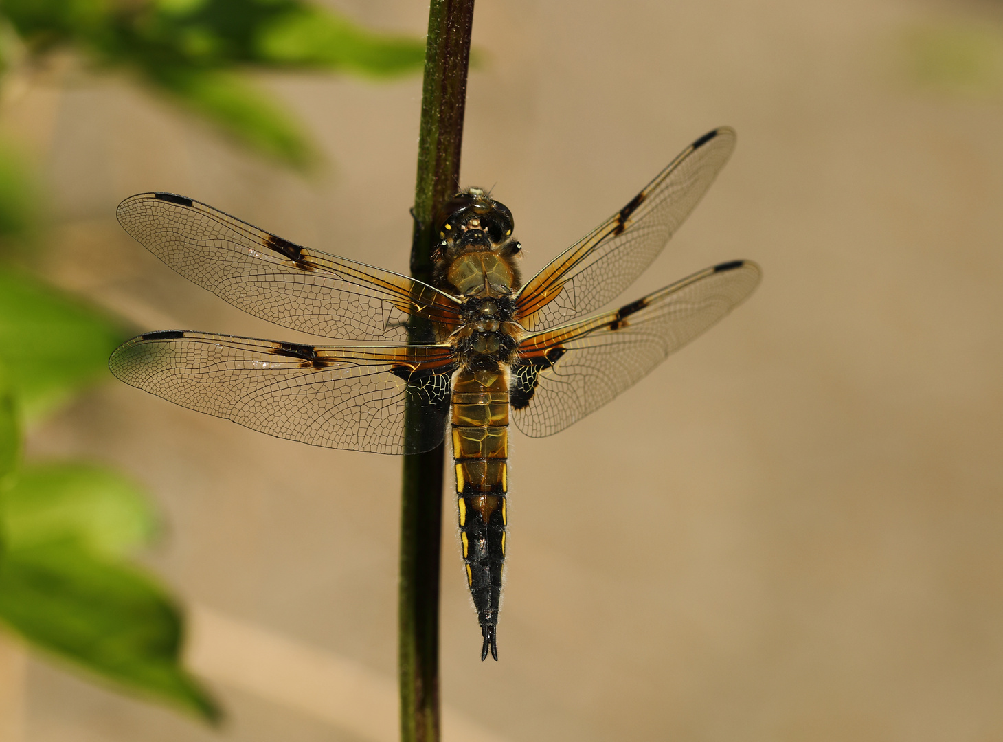große Libelle Foto & Bild | sommer, makro, frühling Bilder auf ...