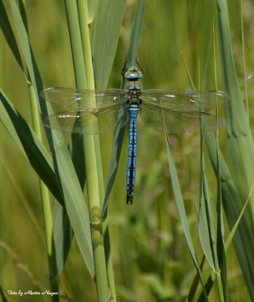 Große Libelle Foto & Bild | tiere, wildlife, libellen Bilder auf ...