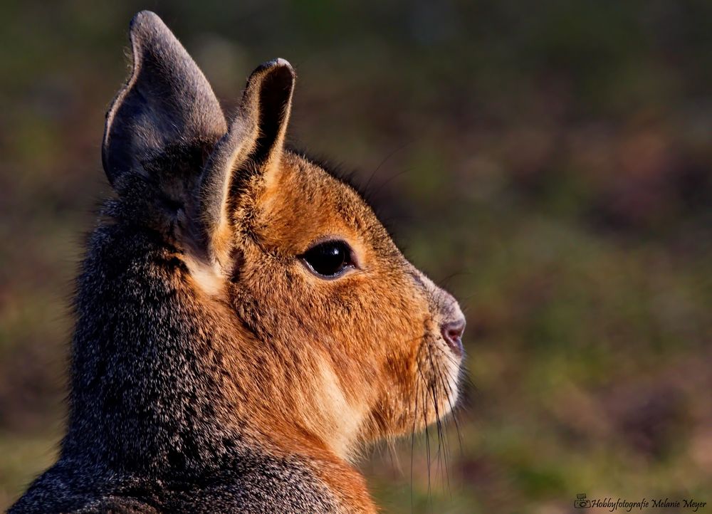Große Mara Foto & Bild | tiere, zoo, wildpark & falknerei, säugetiere ...