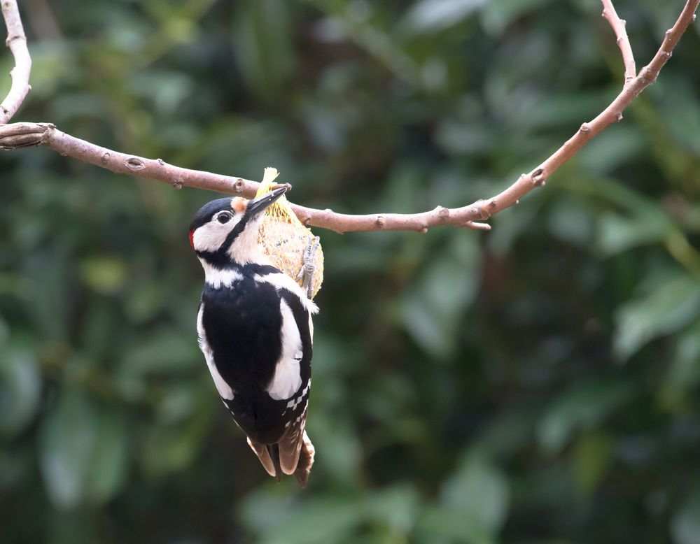 Große Meise :-) Foto & Bild | tiere, wildlife, wild lebende vögel ...