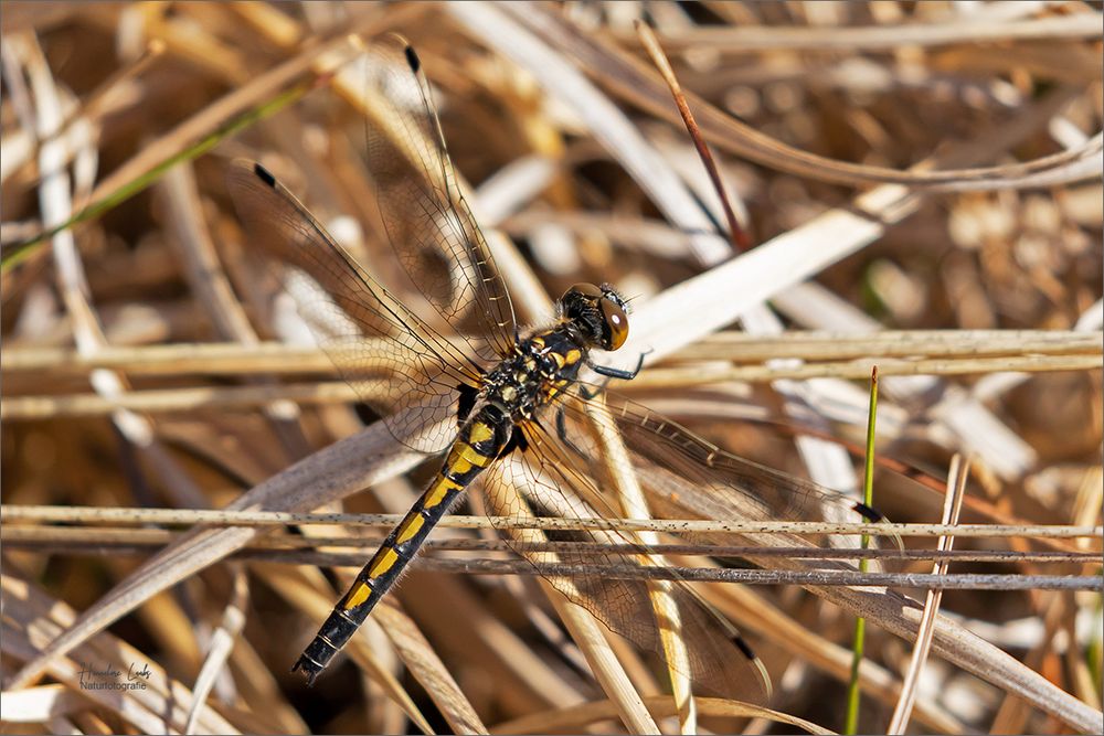 Grosse Moosjungfer Foto & Bild | natur, tiere, moor Bilder auf ...