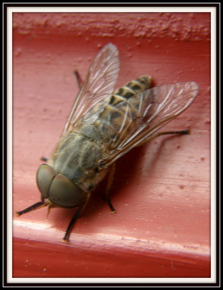 Grosse mouche photo et image | animaux, nature Images fotocommunity