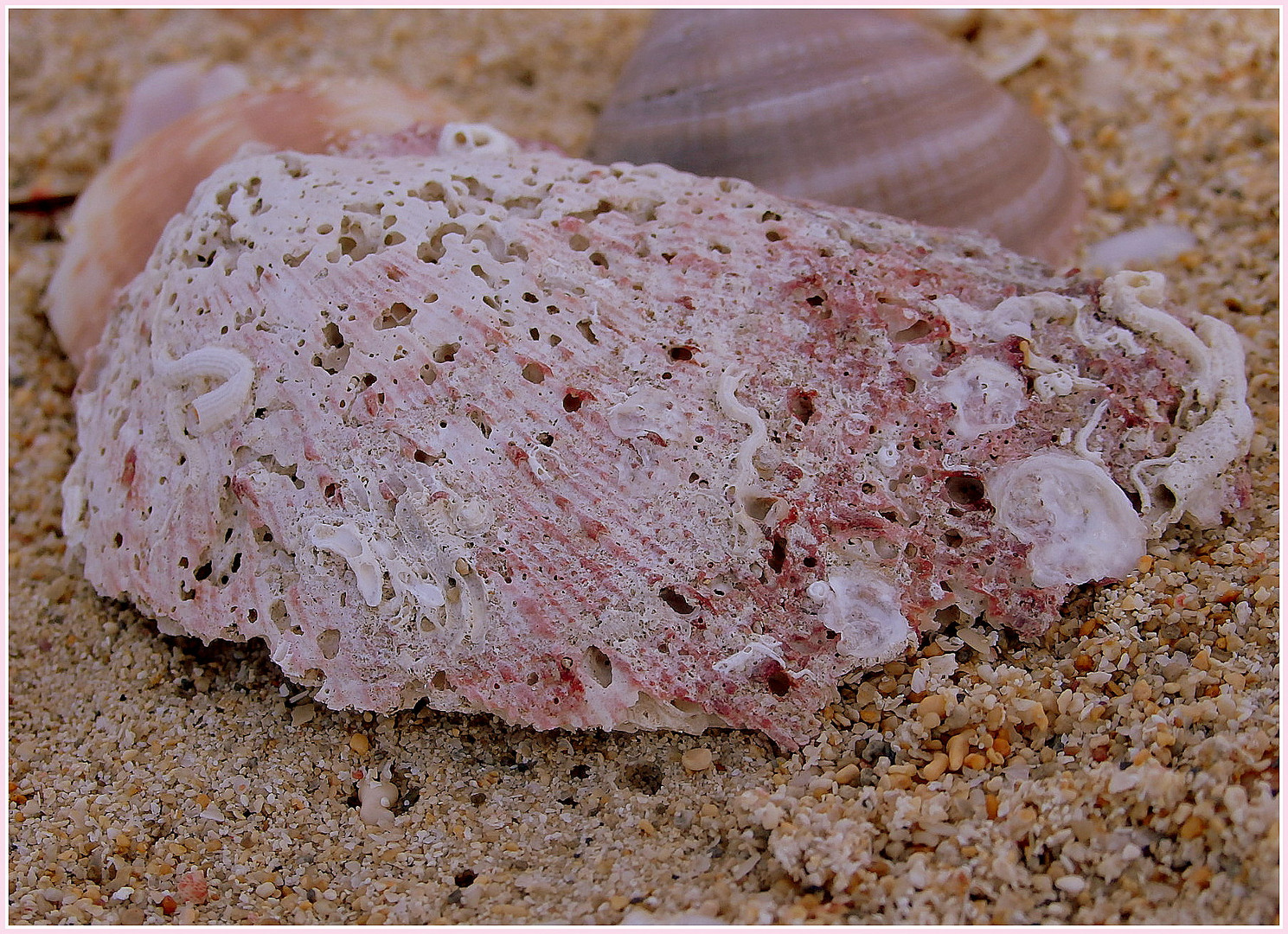 Große Muschel 1 Foto & Bild | pflanzen, pilze & flechten, sonstiges ...