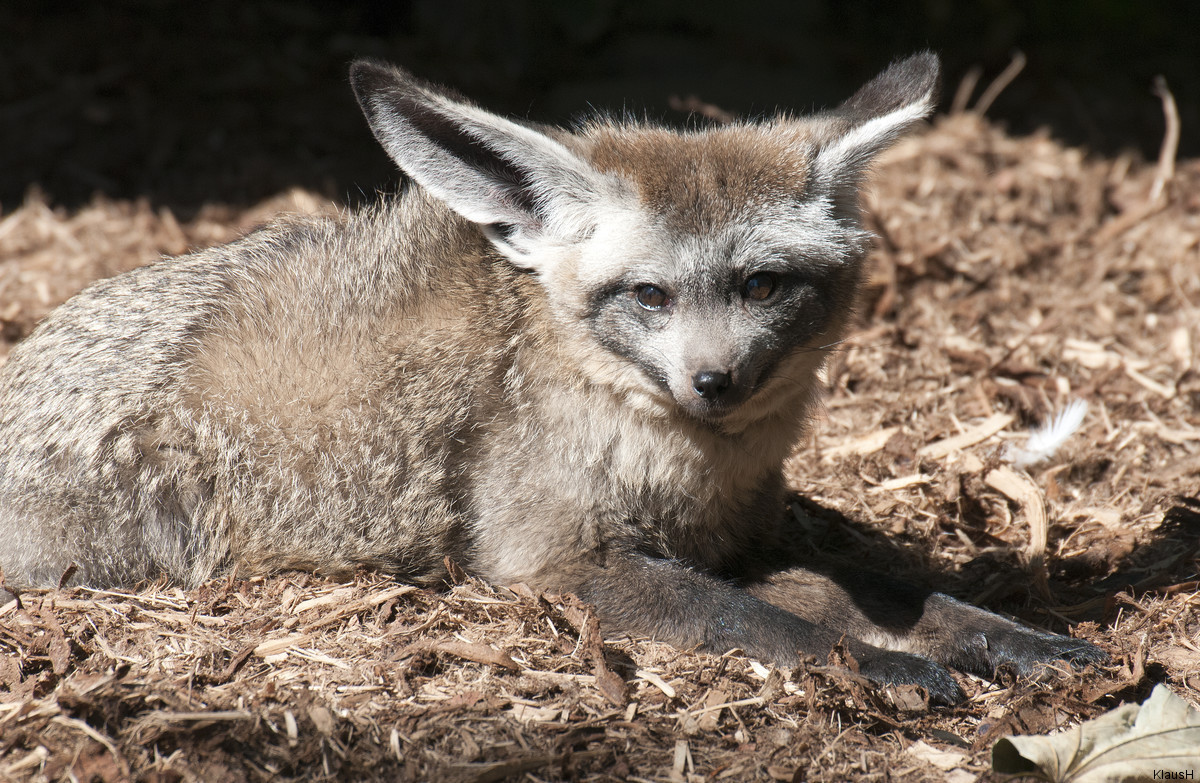 ~ Große Ohren ~ Foto & Bild | tiere, zoo, wildpark & falknerei ...