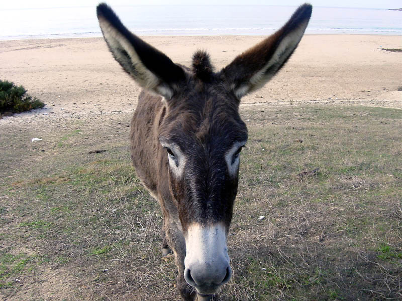 Große Ohren ! Foto & Bild | tiere, natur Bilder auf fotocommunity