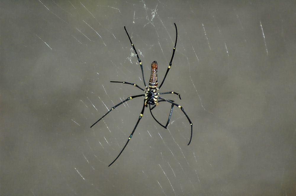 Große Radnetzspinne Foto & Bild | asien, natur, netz Bilder auf ...
