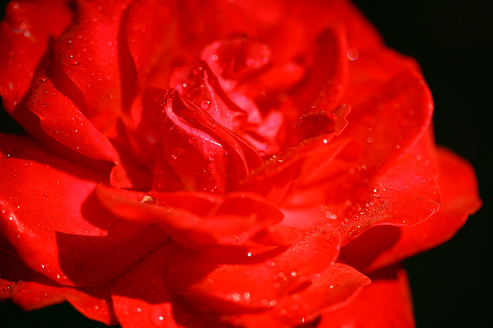 grosse rose rouge photo et image | divers, fleurs et feuilles, nature ...