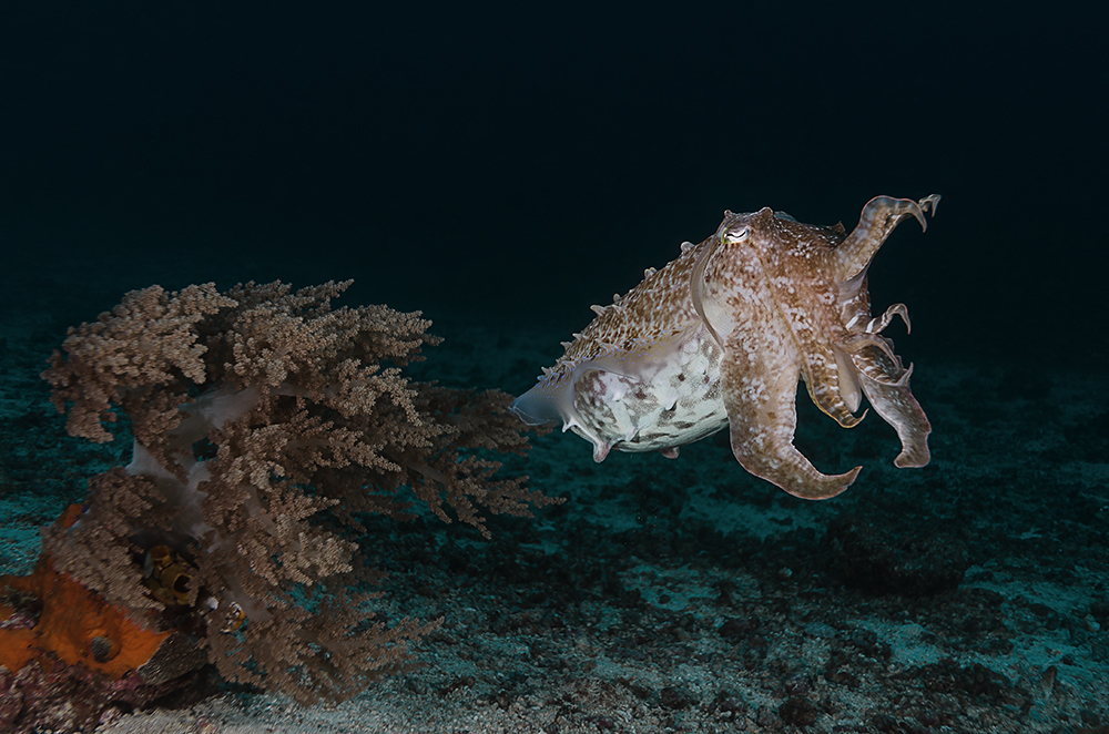 große Sepia (lat.: Sepiida) Foto & Bild | world, natur, sepia Bilder ...