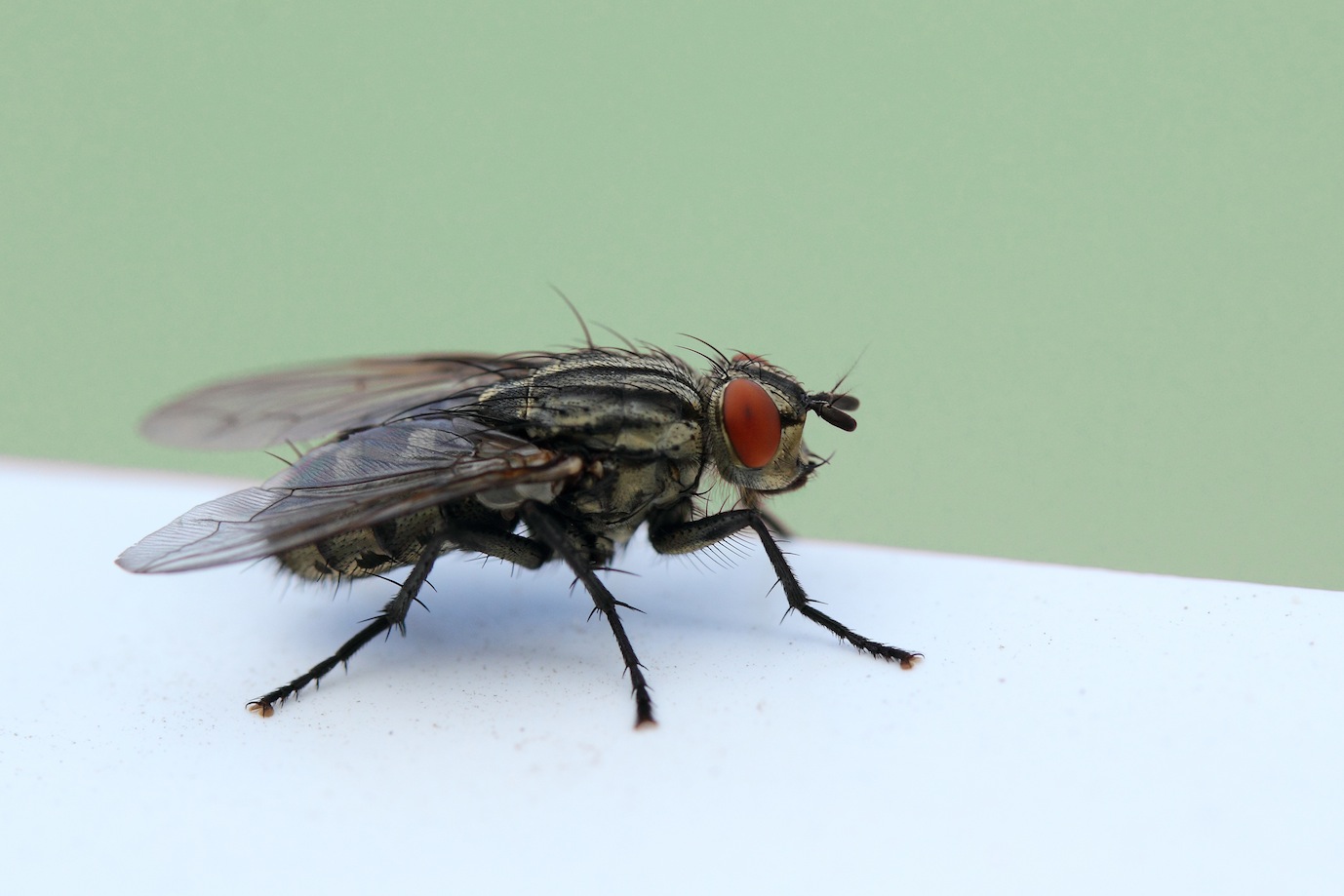 Große Stubenfliege Foto & Bild | tiere, wildlife, insekten Bilder auf ...