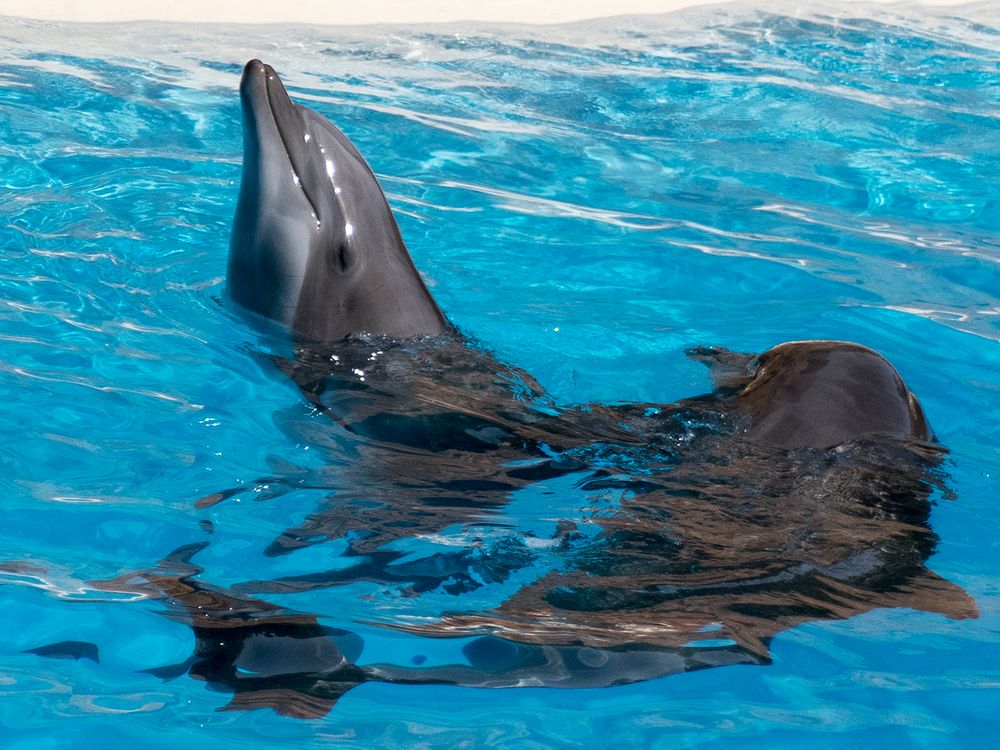 Große Tümmler Foto & Bild | tiere, zoo, wildpark & falknerei ...