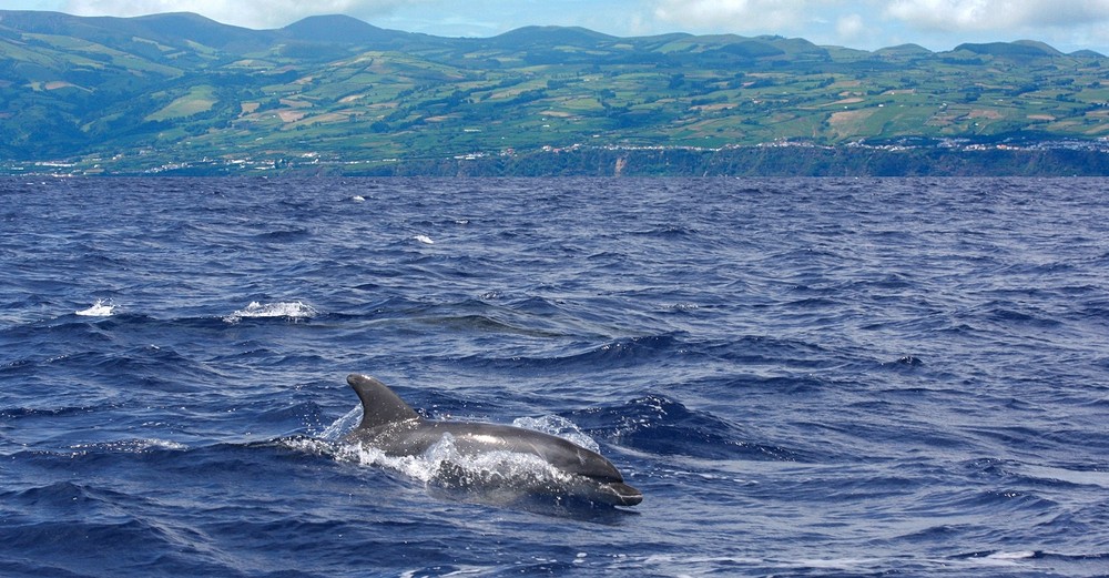 Große Tümmler vor Sao Miguel / Azoren - TEIL 2 Foto & Bild | tiere ...