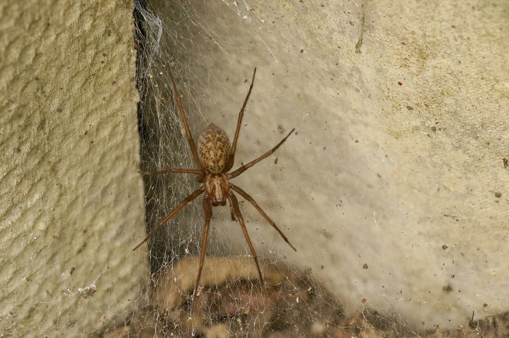 Große Winkelspinne Foto & Bild | makro, macro, nahaufnahme Bilder auf ...