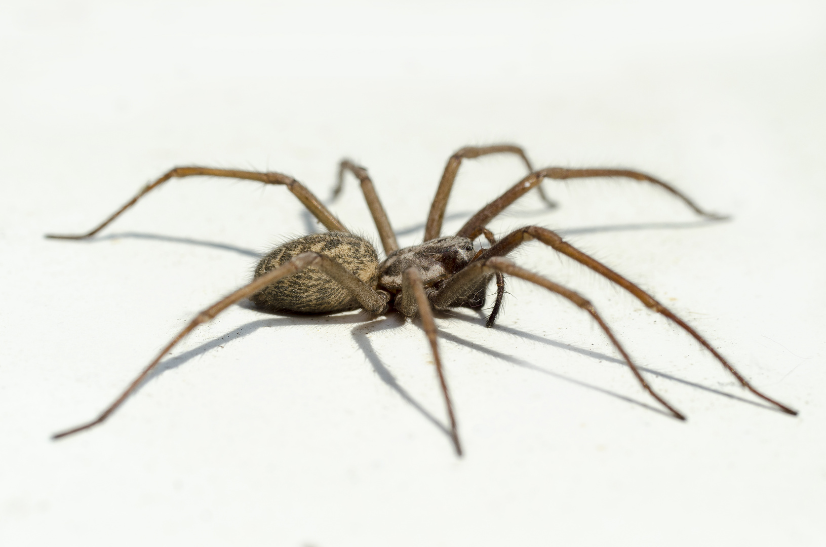 Große Winkelspinne Foto & Bild | natur, tiere, spinne Bilder auf ...