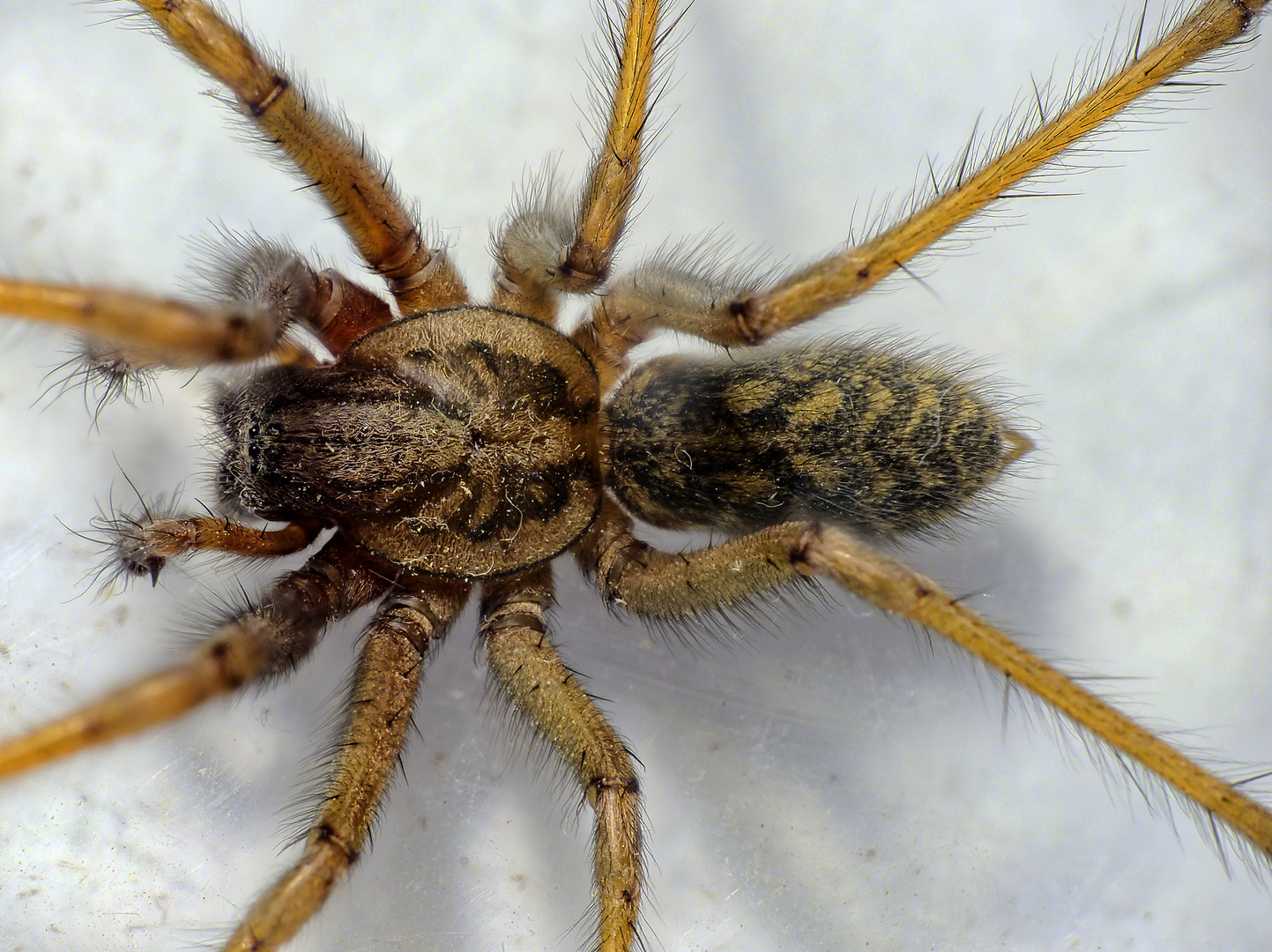 Große Winkelspinne (Eratigena atrica) Foto & Bild | tiere, wildlife ...