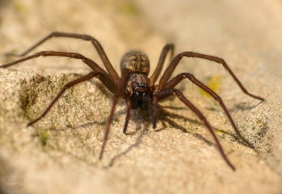 Hauswinkelspinne Fotos & Bilder auf fotocommunity