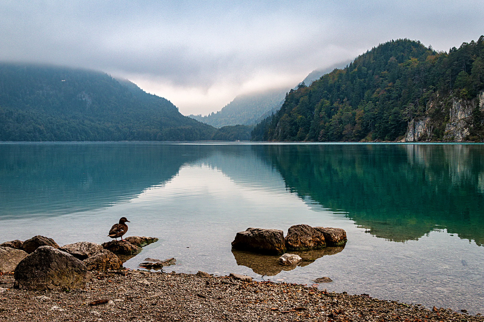 Großer Alpsee am Morgen Foto & Bild | deutschland, europe, bayern ...